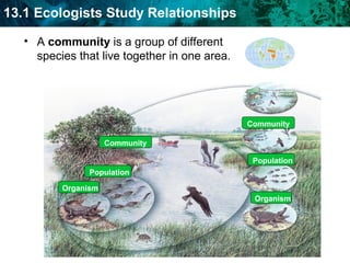 Biology ppt 13.1 | PPT