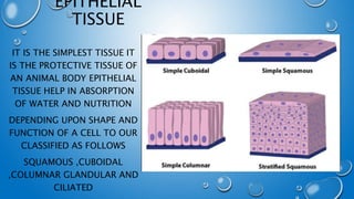 PPT on tissue by nivedan Gaikwad | PPT