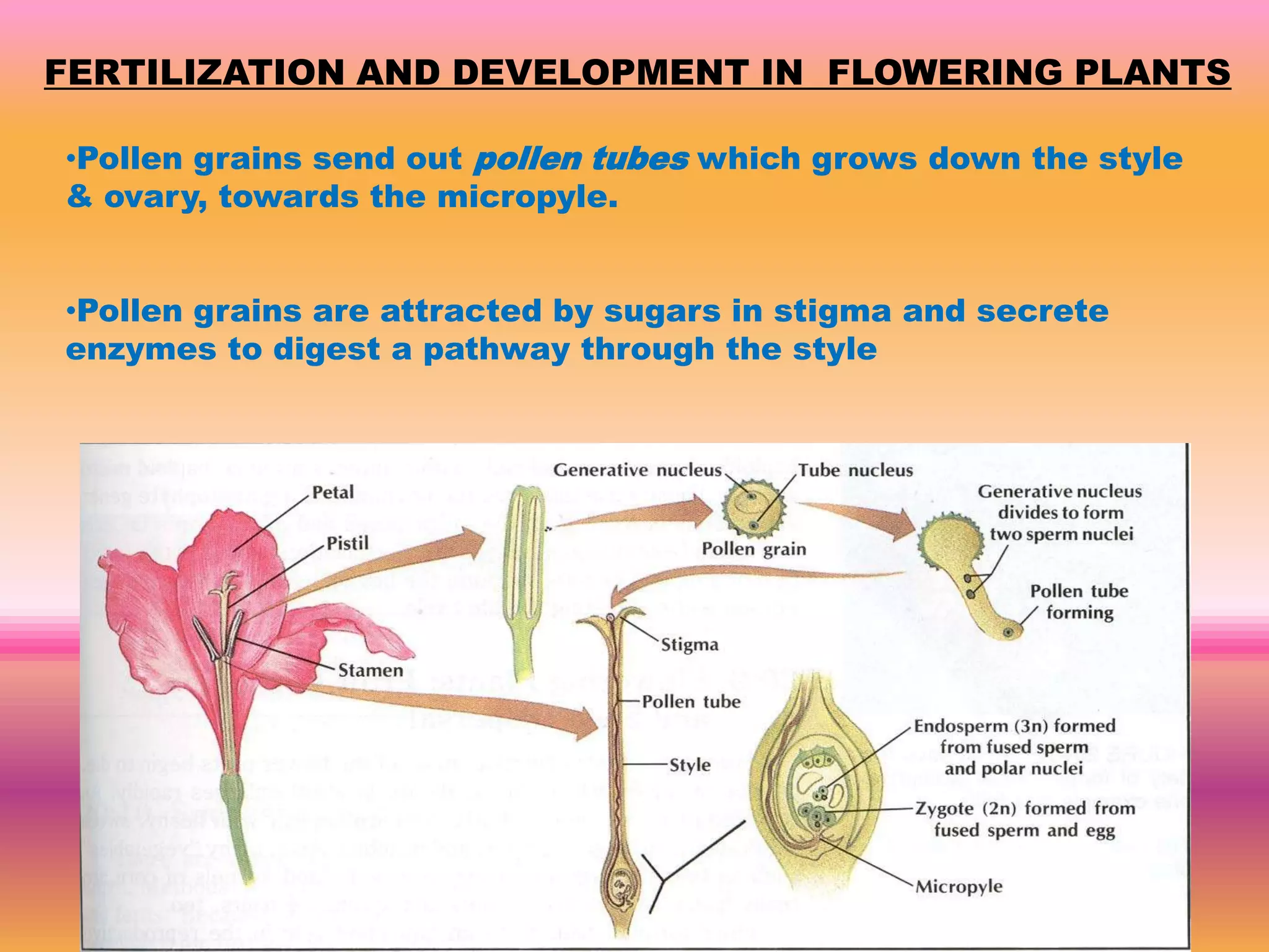 Reproduction in flowering plants (sexual reproduction) | PPSX
