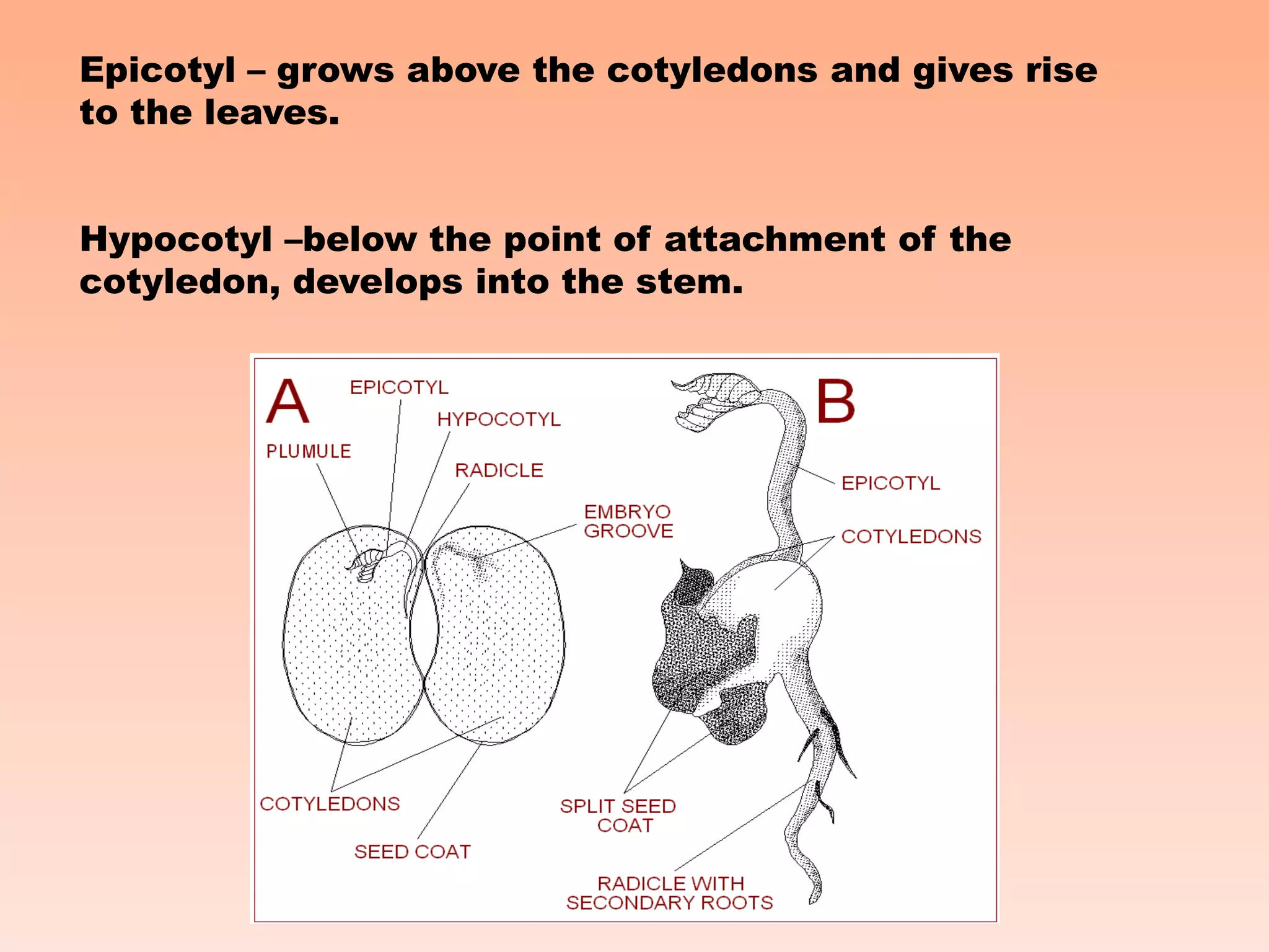 Reproduction in flowering plants (sexual reproduction) | PPSX
