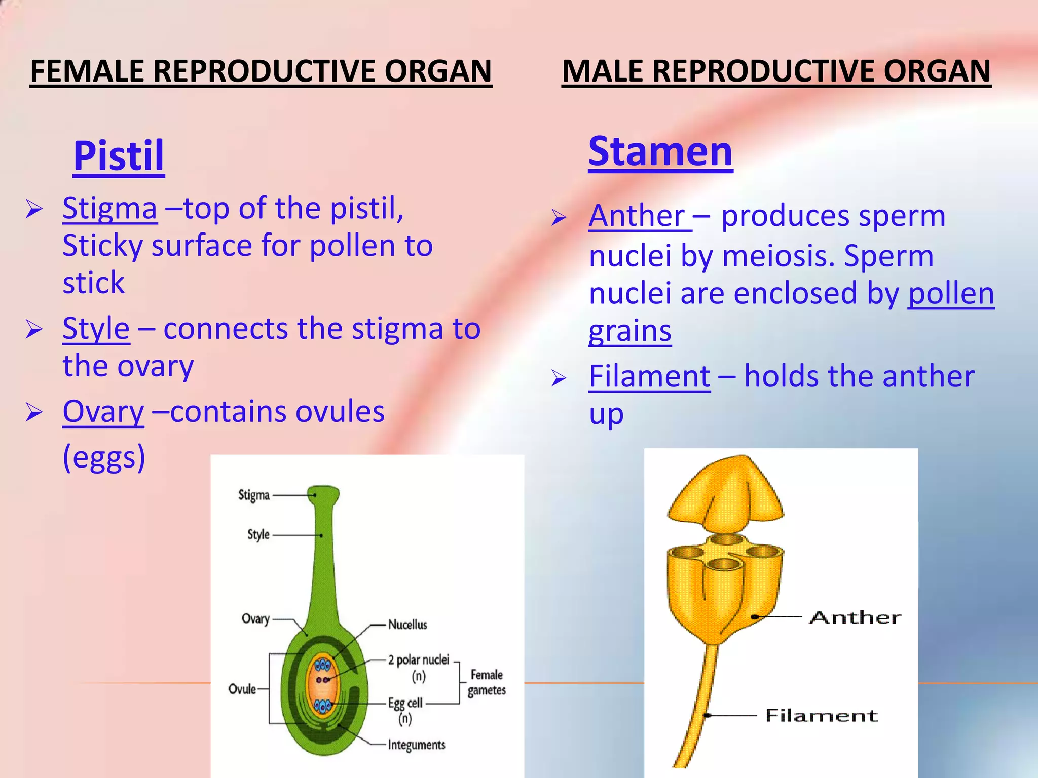 Reproduction in flowering plants (sexual reproduction) | PPSX