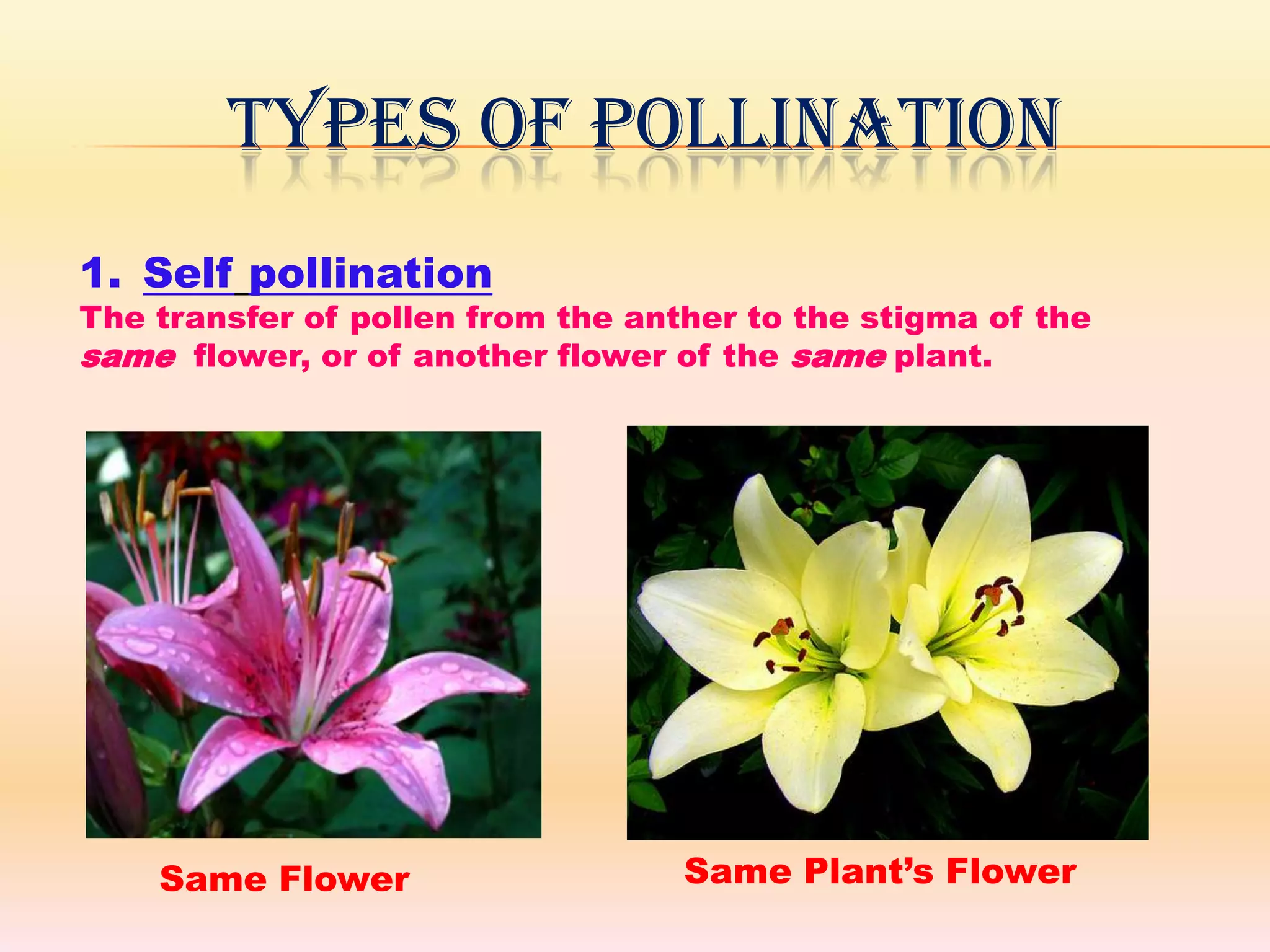Reproduction in flowering plants (sexual reproduction) | PPSX