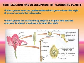 Reproduction in flowering plants (sexual reproduction) | PPSX