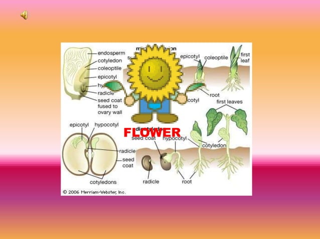 Reproduction in flowering plants (sexual reproduction) | PPSX ...
