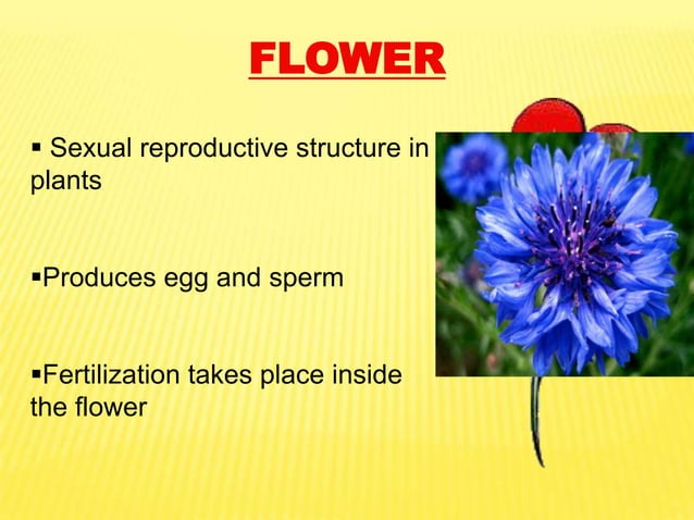 Reproduction in flowering plants (sexual reproduction) | PPSX ...