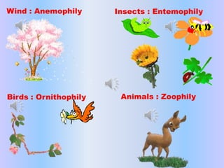 Reproduction in flowering plants (sexual reproduction) | PPSX