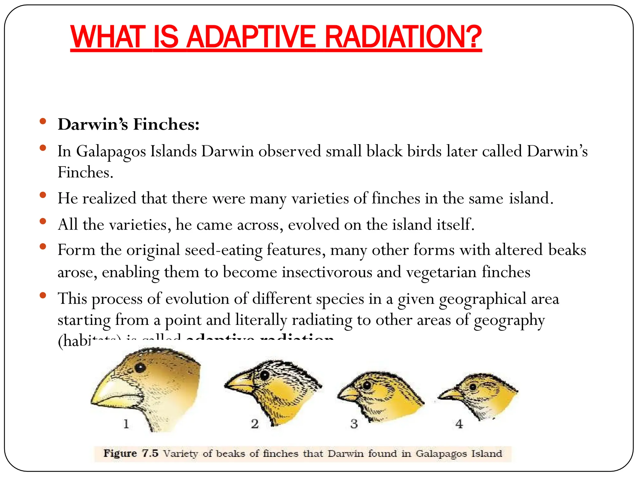 BIOLOGY PPT ( EVOLUTION ) CLASS XII.pptx