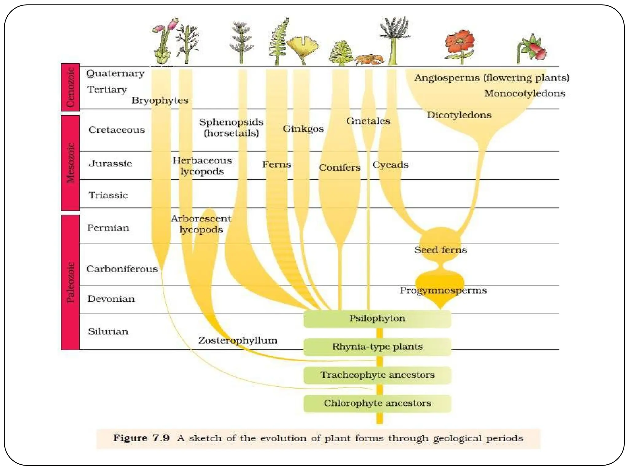 BIOLOGY PPT ( EVOLUTION ) CLASS XII.pptx