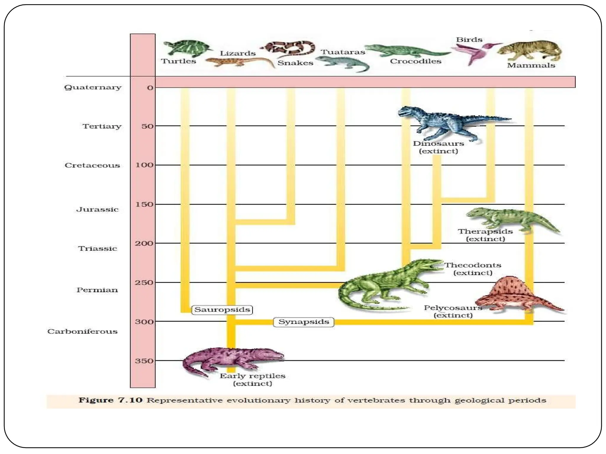 BIOLOGY PPT ( EVOLUTION ) CLASS XII.pptx