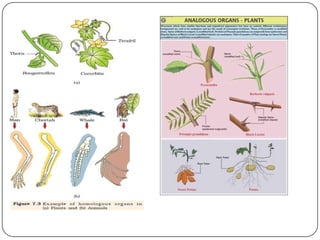 BIOLOGY PPT ( EVOLUTION ) CLASS XII.pptx
