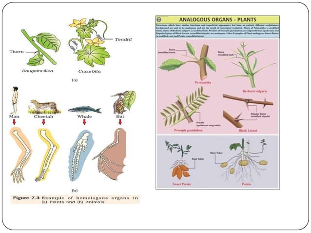 BIOLOGY PPT ( EVOLUTION ) CLASS XII.pptx