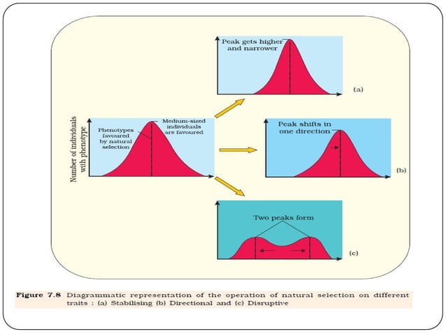 BIOLOGY PPT ( EVOLUTION ) CLASS XII.pptx