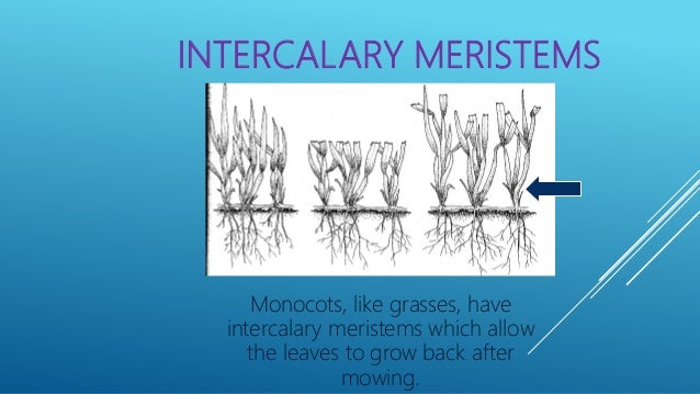 Intercalary Meristem Grass