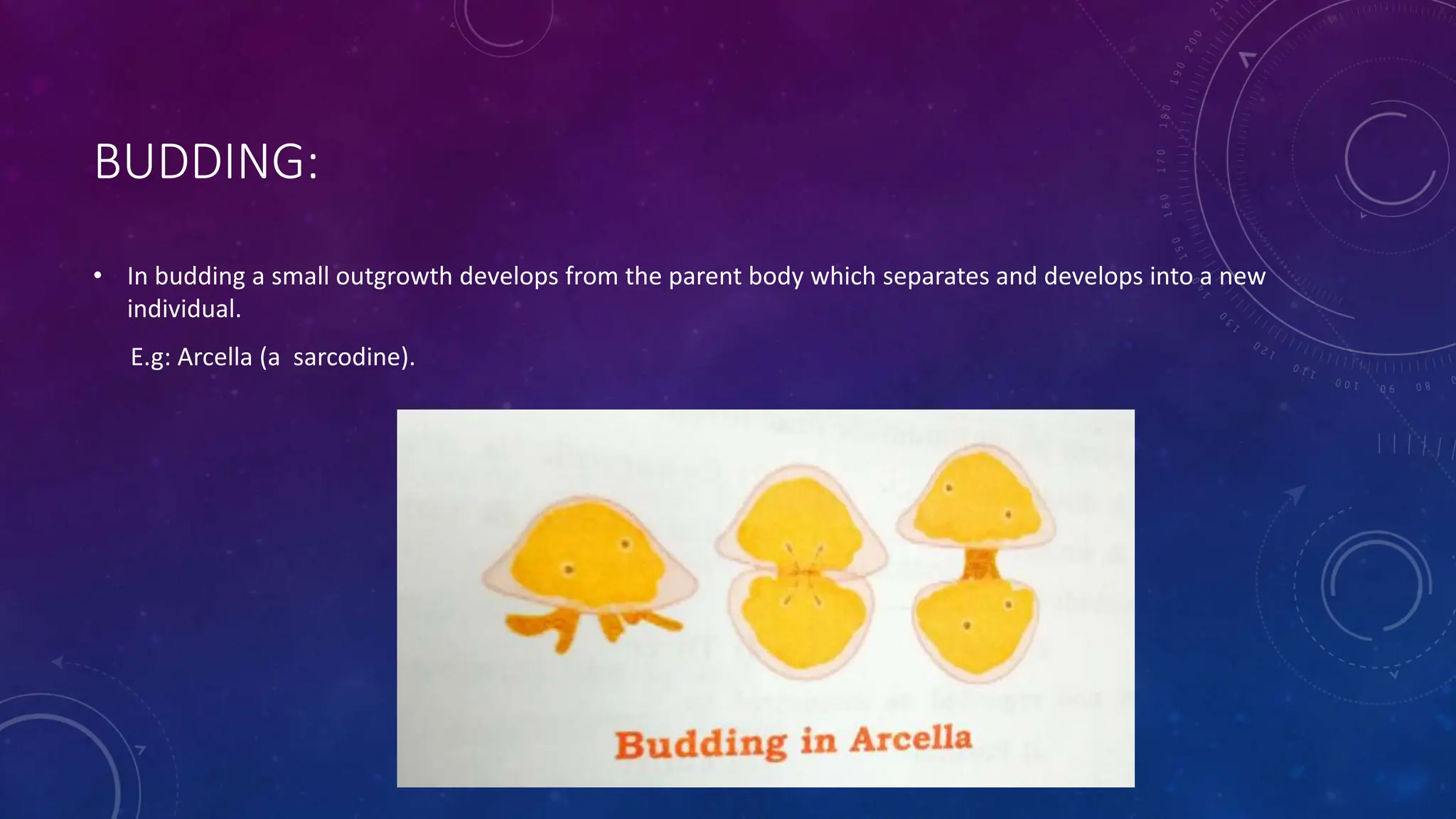 BIOLOGY PPT KINGDOM PROTISTA By Adithya.pptx