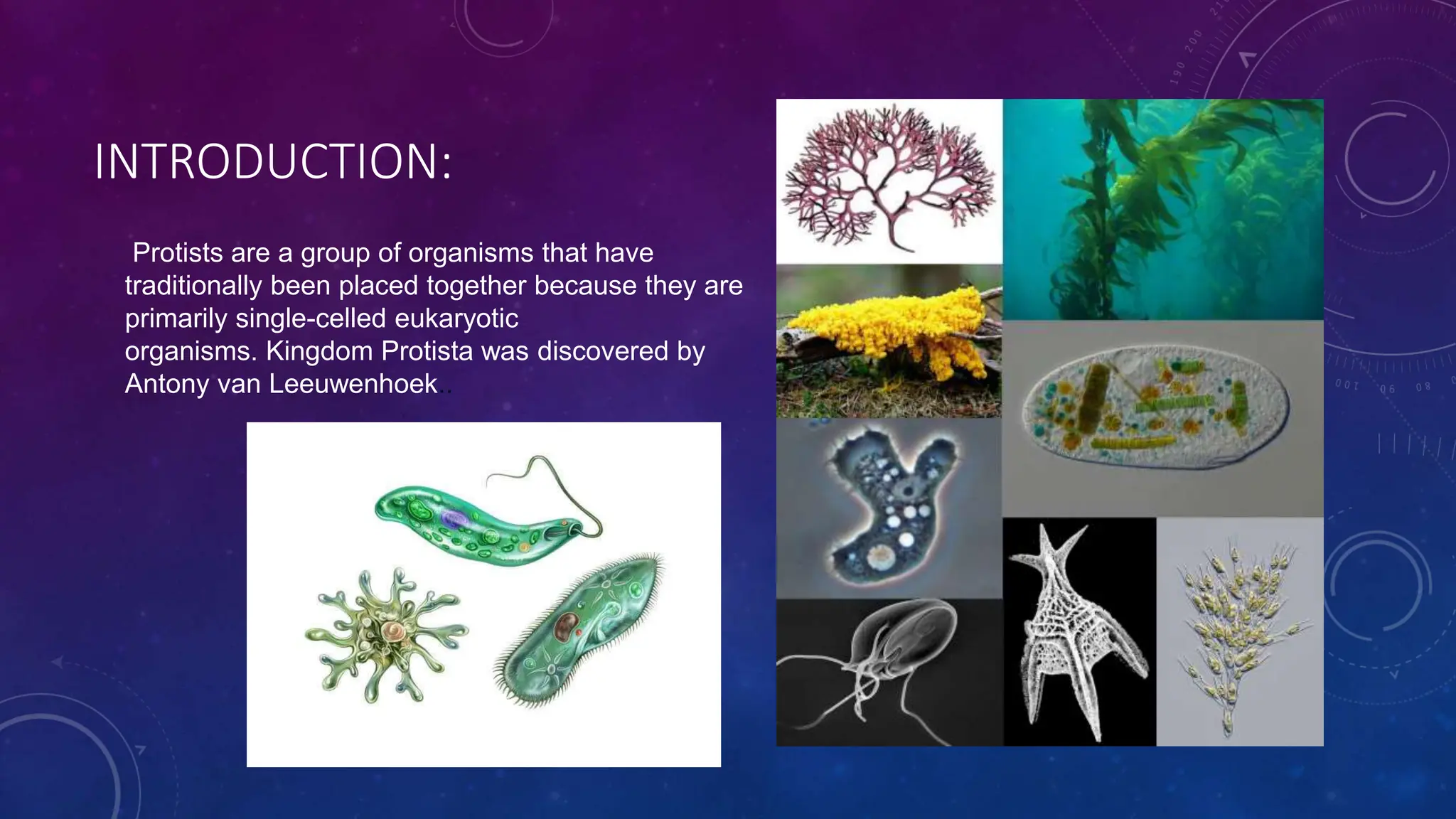 BIOLOGY PPT KINGDOM PROTISTA By Adithya.pptx