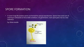 BIOLOGY PPT KINGDOM PROTISTA By Adithya.pptx