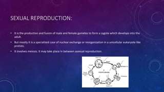 BIOLOGY PPT KINGDOM PROTISTA By Adithya.pptx