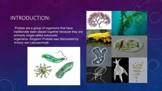BIOLOGY PPT KINGDOM PROTISTA By Adithya.pptx