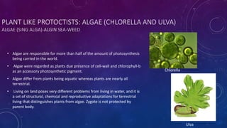 BIOLOGY PPT KINGDOM PROTISTA By Adithya.pptx