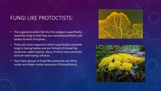 BIOLOGY PPT KINGDOM PROTISTA By Adithya.pptx