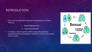 BIOLOGY PPT KINGDOM PROTISTA By Adithya.pptx