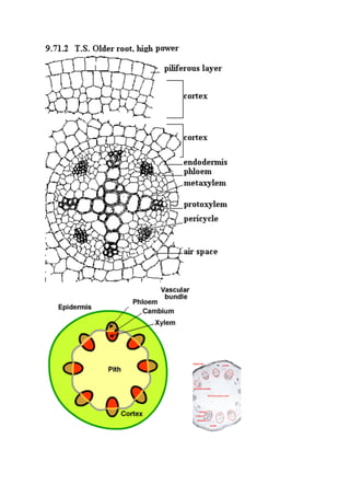 Biology prac aarjit | PDF