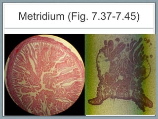 Metridium Slide