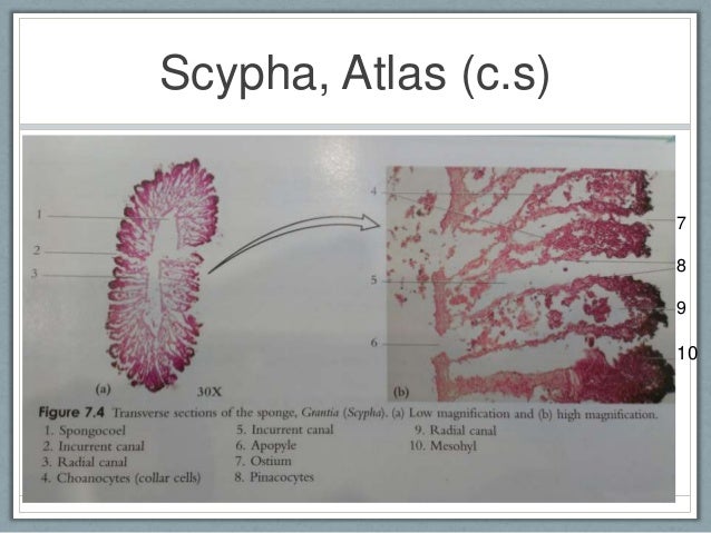 Biology practical #1 (part 1)