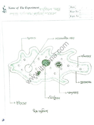 Biology practical [www.itmona.com] | PDF