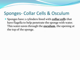 Biology presentation | PPTX