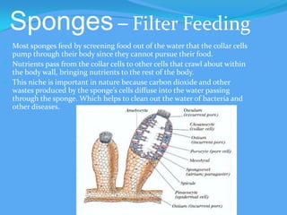 Biology presentation | PPTX