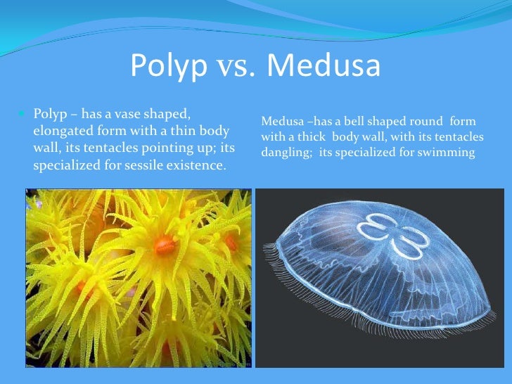 Biology presentation