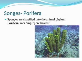 Biology presentation | PPTX | Biological Sciences | Science