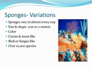Biology presentation | PPTX | Biological Sciences | Science
