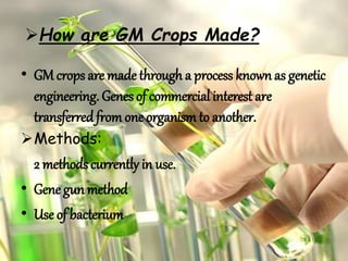Genetically Modified Food | PPTX
