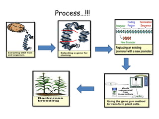 Genetically Modified Food | PPTX