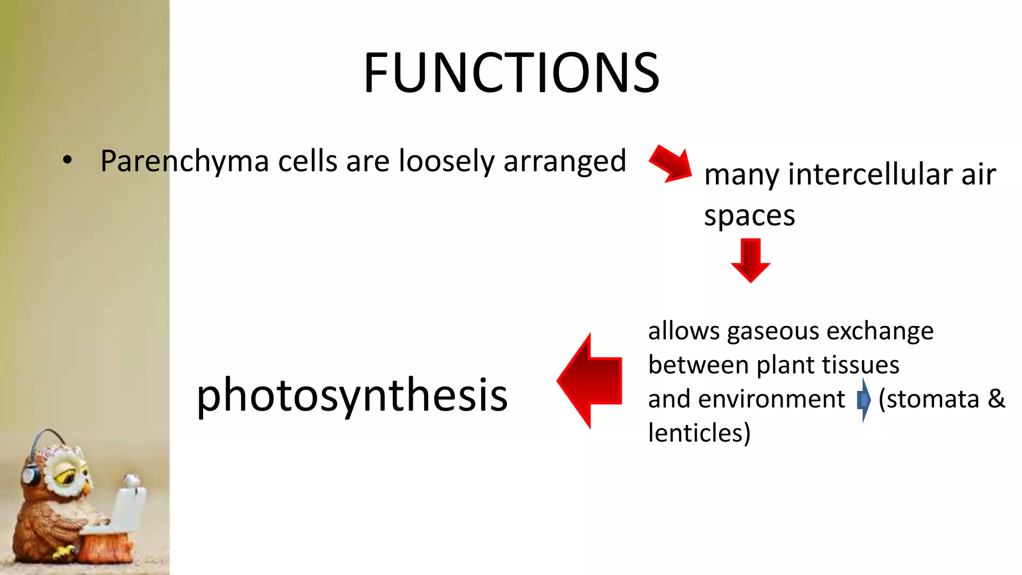 STPM Sem 1 plant Biology presentation slide | PPTX