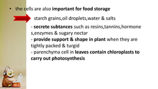 STPM Sem 1 plant Biology presentation slide | PPT