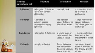 STPM Sem 1 plant Biology presentation slide | PPT