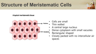 STPM Sem 1 plant Biology presentation slide | PPT