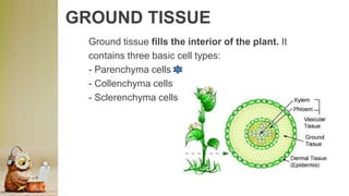 STPM Sem 1 plant Biology presentation slide | PPT