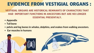 Evolution Presentation | PPT