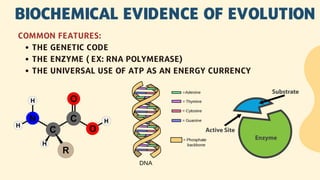 Evolution Presentation | PPT