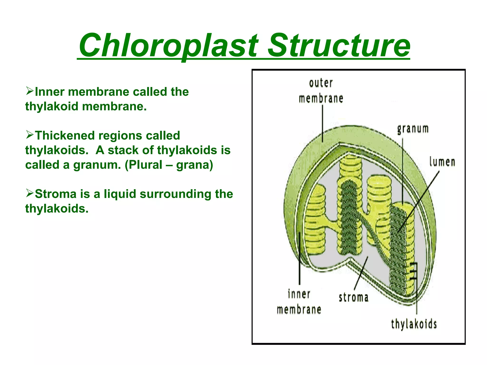 Biology presentation on photosynthesis (by afr ) | PPT | Chemistry ...