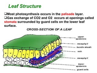 Biology presentation on photosynthesis (by afr ) | PPT | Chemistry ...