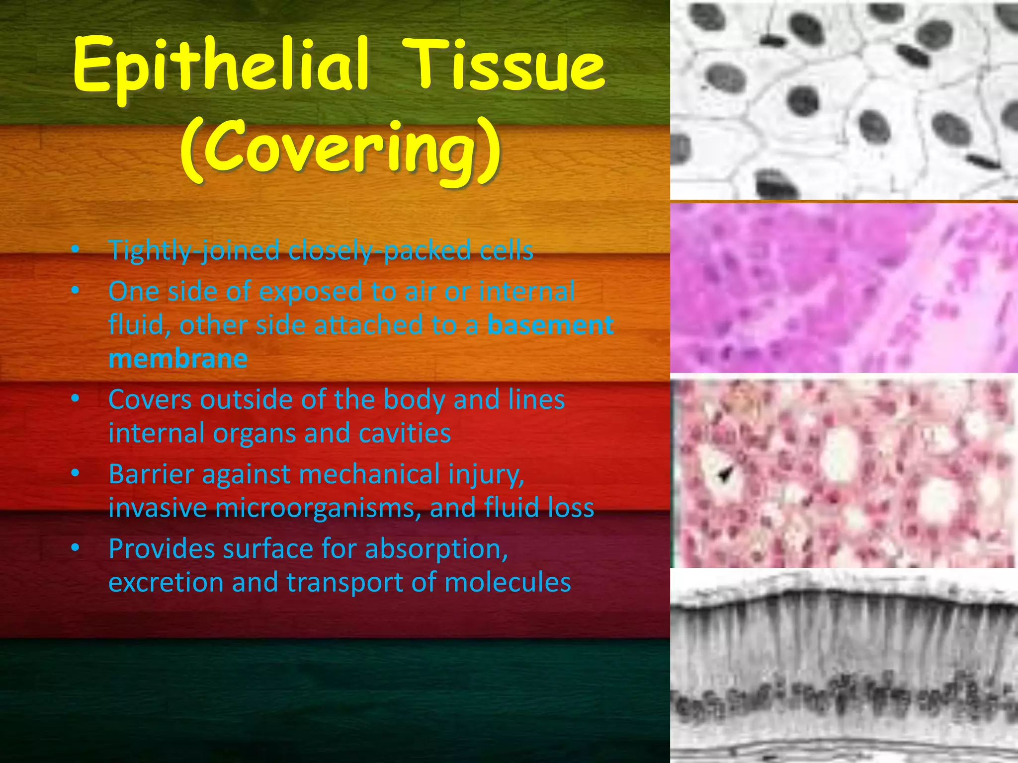 Animal Tissues PowerPoint Presentation | PPTX
