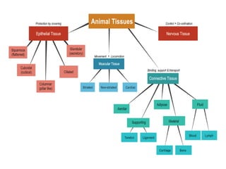Animal Tissues PowerPoint Presentation | PPTX