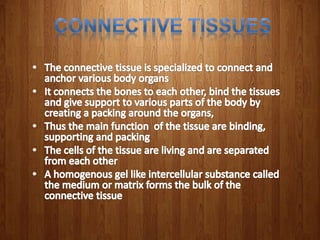 Animal Tissues PowerPoint Presentation | PPTX