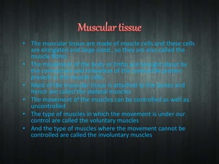 Animal Tissues PowerPoint Presentation | PPTX