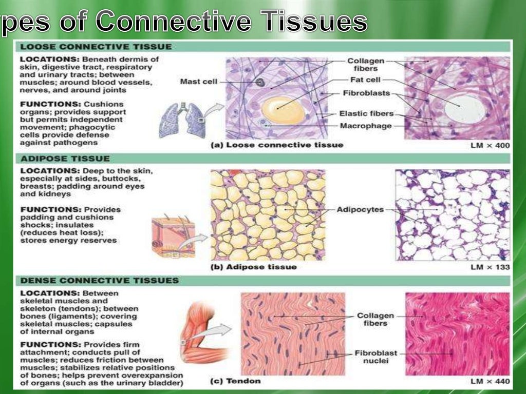 Animal Tissues PowerPoint Presentation